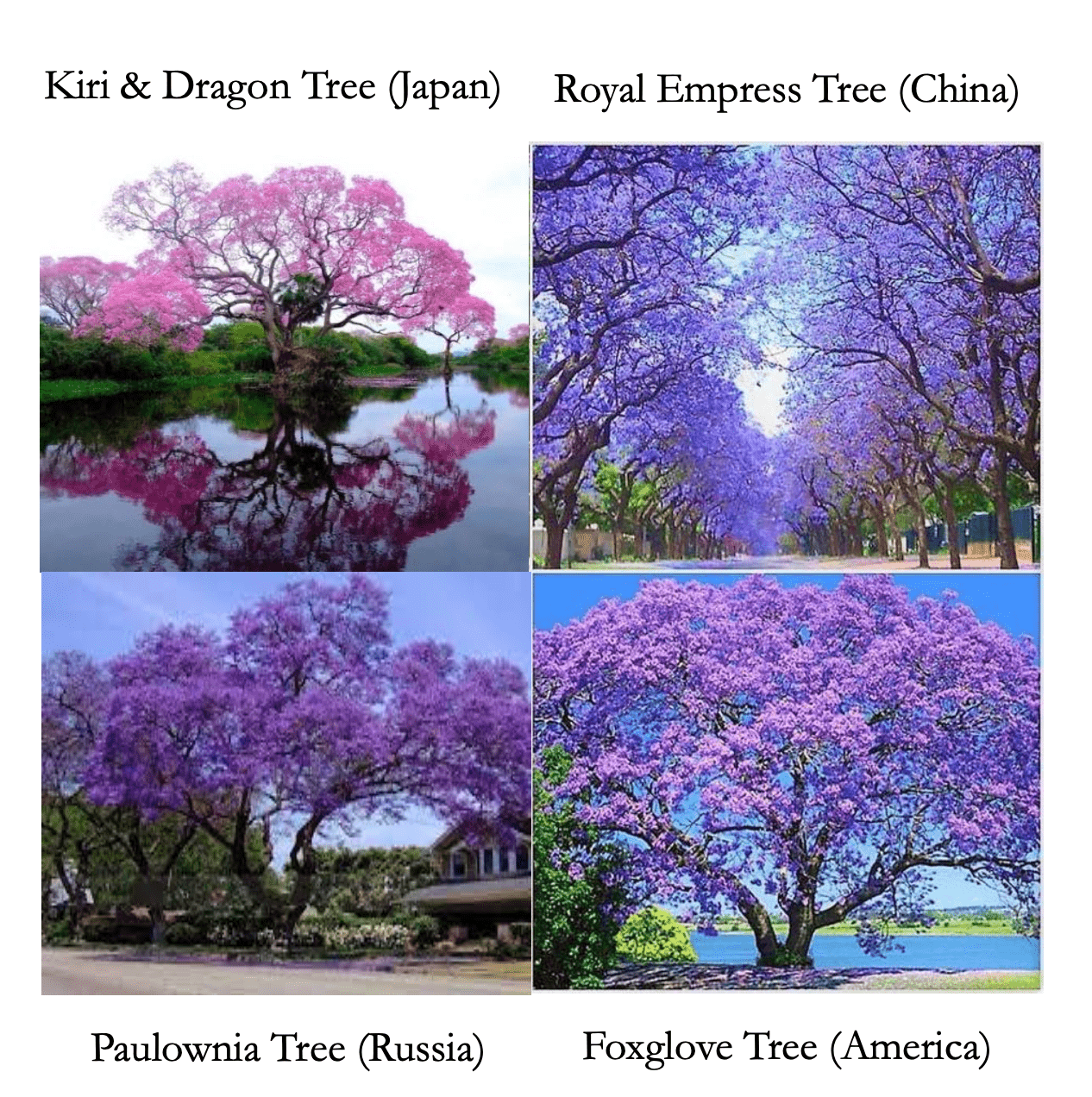 The Miracle Trees - Plant the Future! – BrightFuture.Org Shop